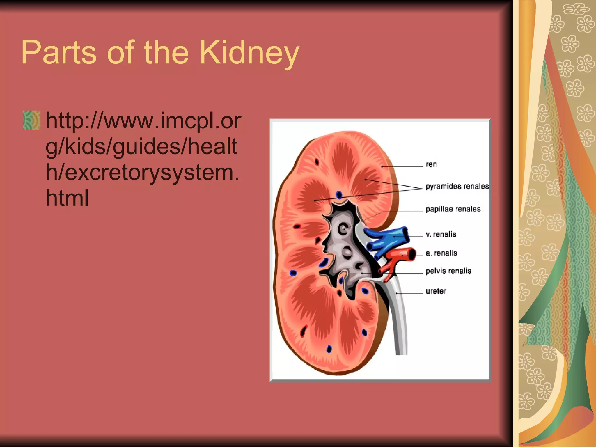 Kidney project | PPT