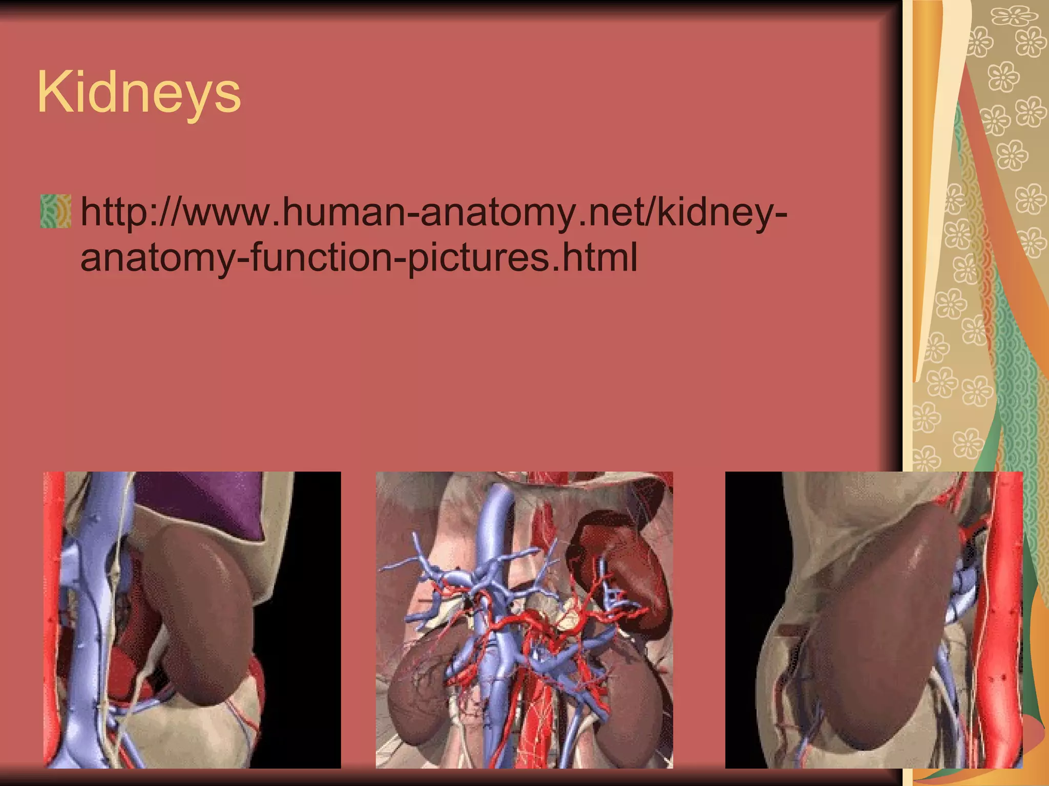 Kidney project | PPT