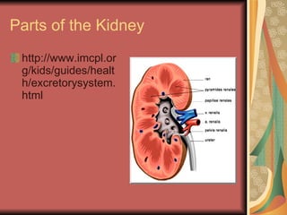 Kidney project | PPT