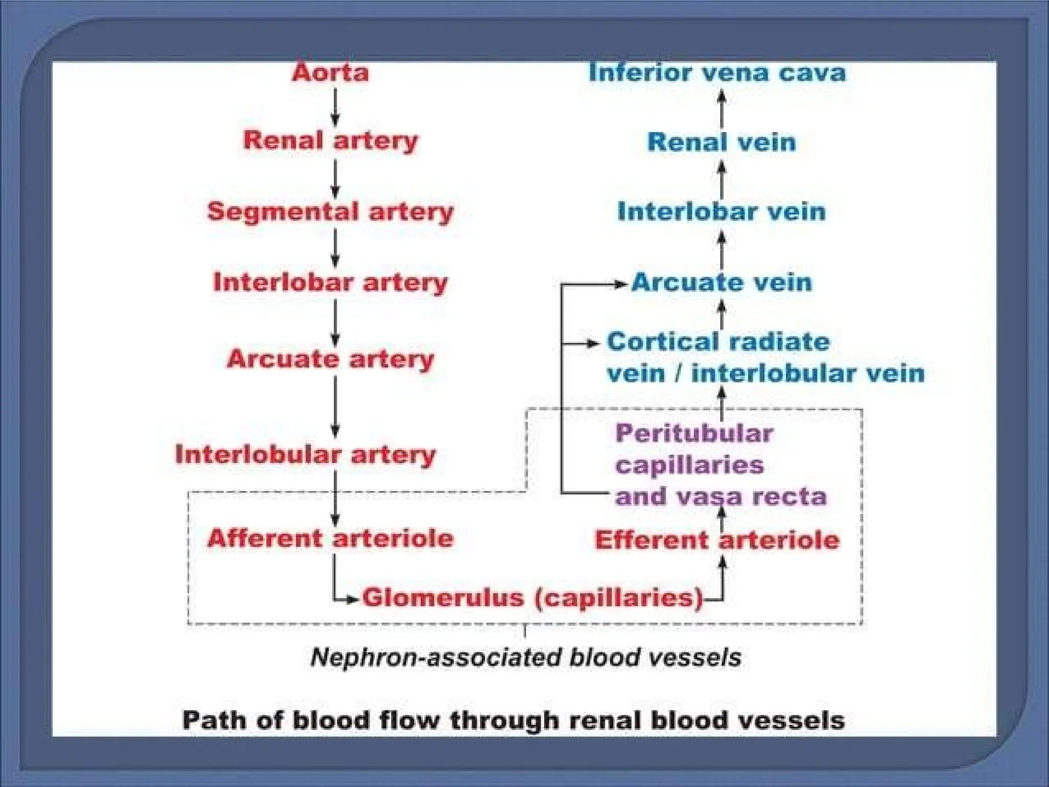 Kidney anatomy presentation and lower genitourinary system | PPTX