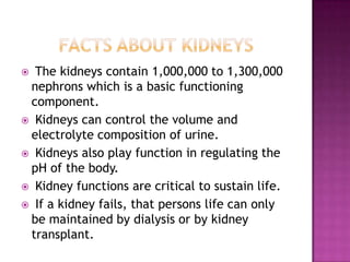 Kidneys | PPTX