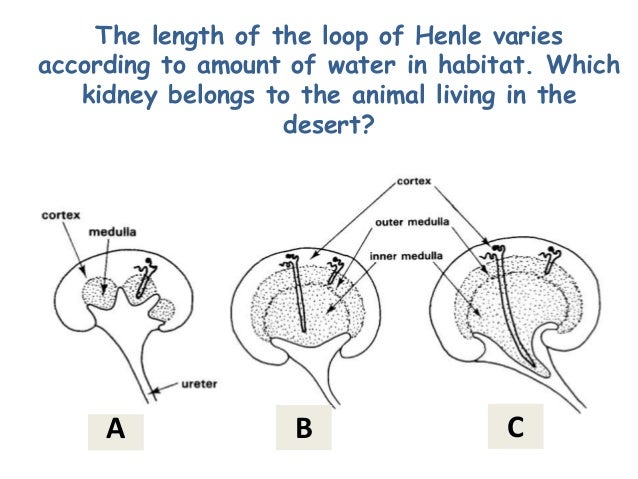 Kidneys