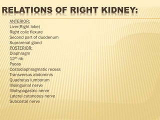 Kidneys | PPT