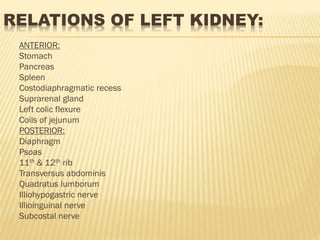 Kidneys | PPT