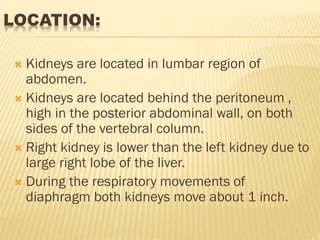 Kidneys | PPT