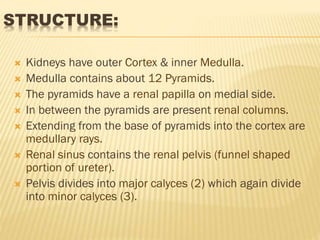 Kidneys | PPT