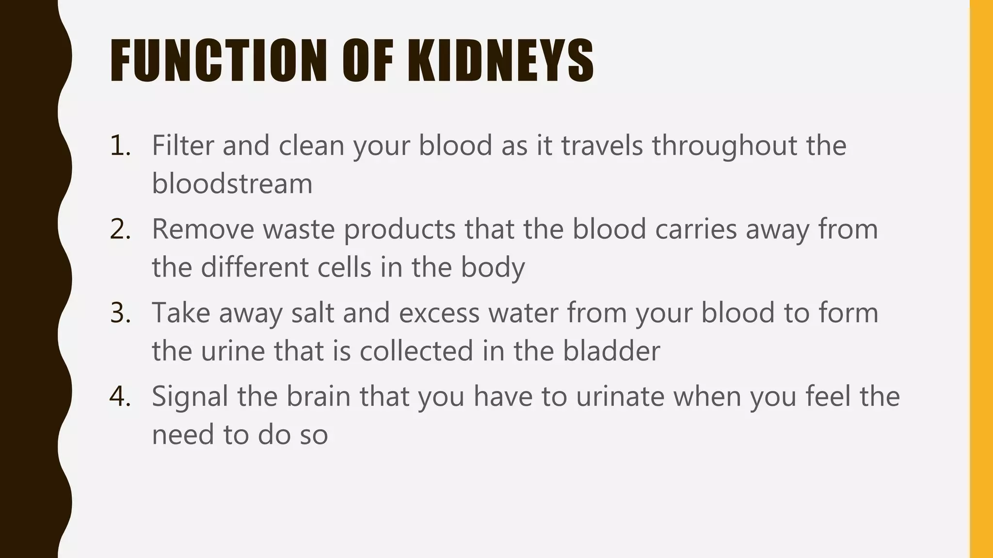 Kidneys | PPTX