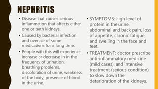 Kidneys | PPTX