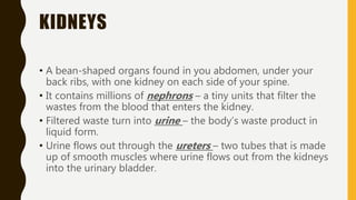 Kidneys | PPTX