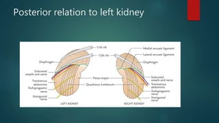Kidneys | PPTX