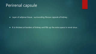 Kidneys | PPTX