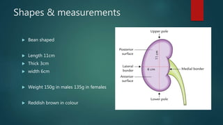 Kidneys | PPT