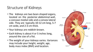 KIDNEYS-and-Water-Regulation-4.pptx.pdf by huzaifa khurram | PDF