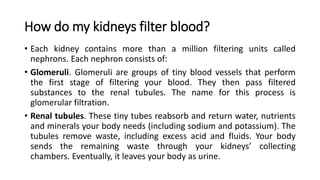KIDNEYS-and-Water-Regulation-4.pptx.pdf by huzaifa khurram | PDF