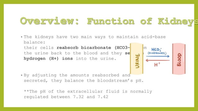 Medical Chemistry - Kidneys & Acid-Base Balance.pptx