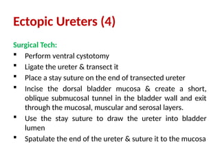Kidneys and ureters small animal surgery.pptx