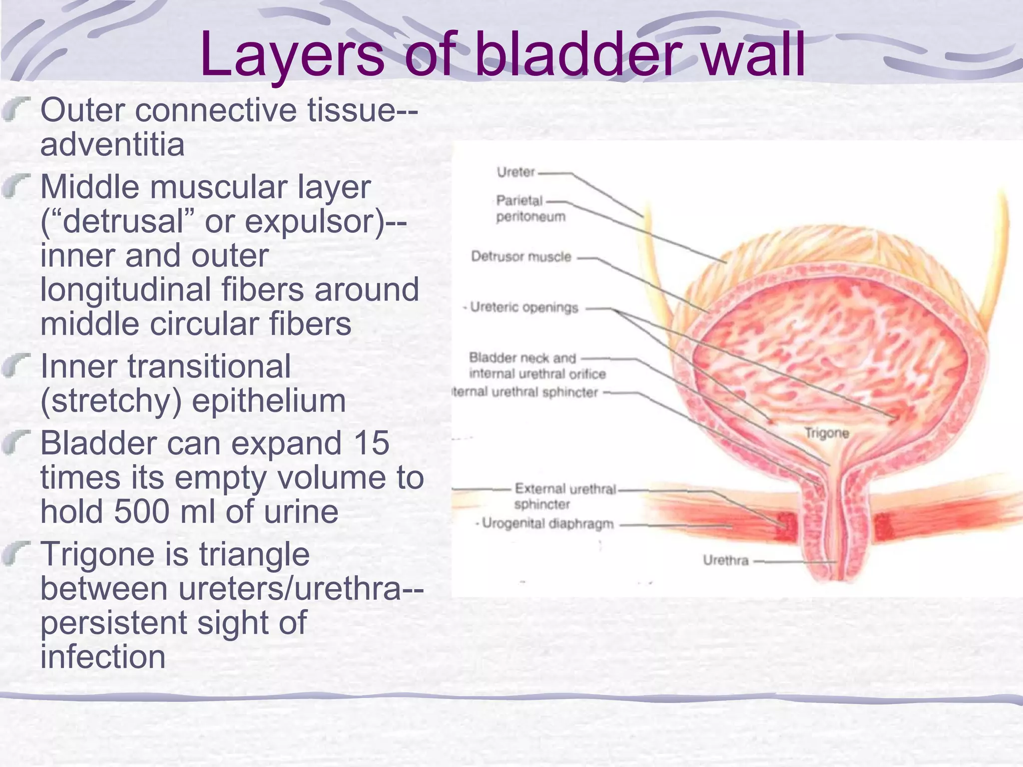 Kidneys and urination2 | PPT