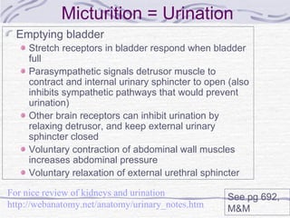 Kidneys and urination2 | PPT
