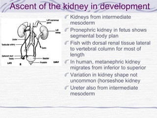 Kidneys and urination2 | PPT