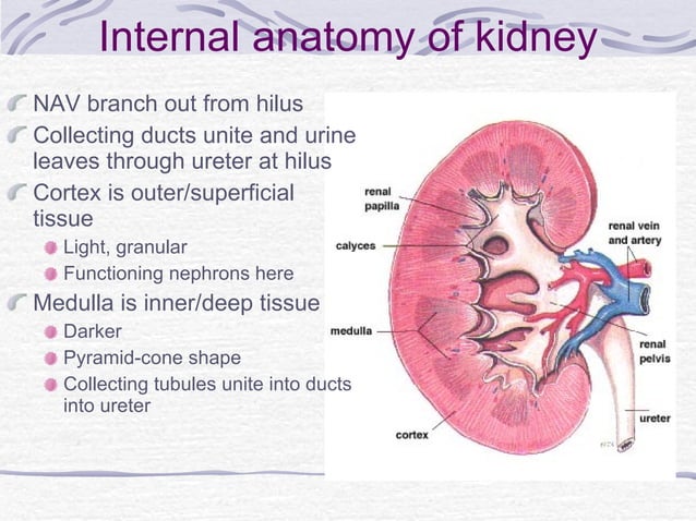 Kidneys and urination2 | PPT