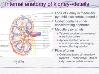 Kidneys and urination2 | PPT