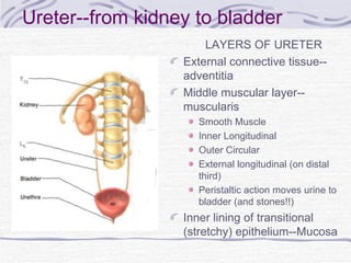 Kidneys and urination2 | PPT