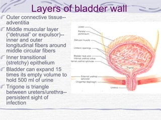 Kidneys and urination2 | PPT