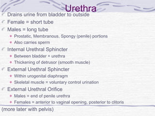 Kidneys and urination2 | PPT