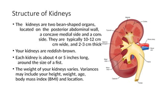 KIDNEYS and Water Regulation 4.pptx by huzaifa khurram | PPTX