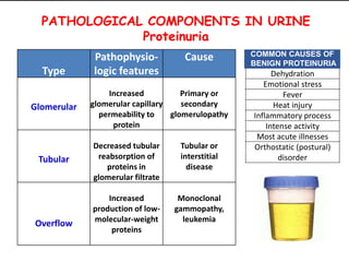 Kidneys CLINICAL biochemistry.ppt111111111 | PPT | Blood Disorders ...