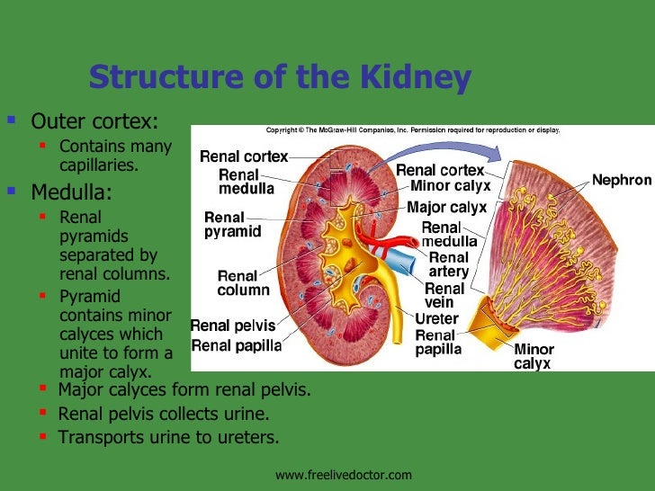 Kidneys& Its Function