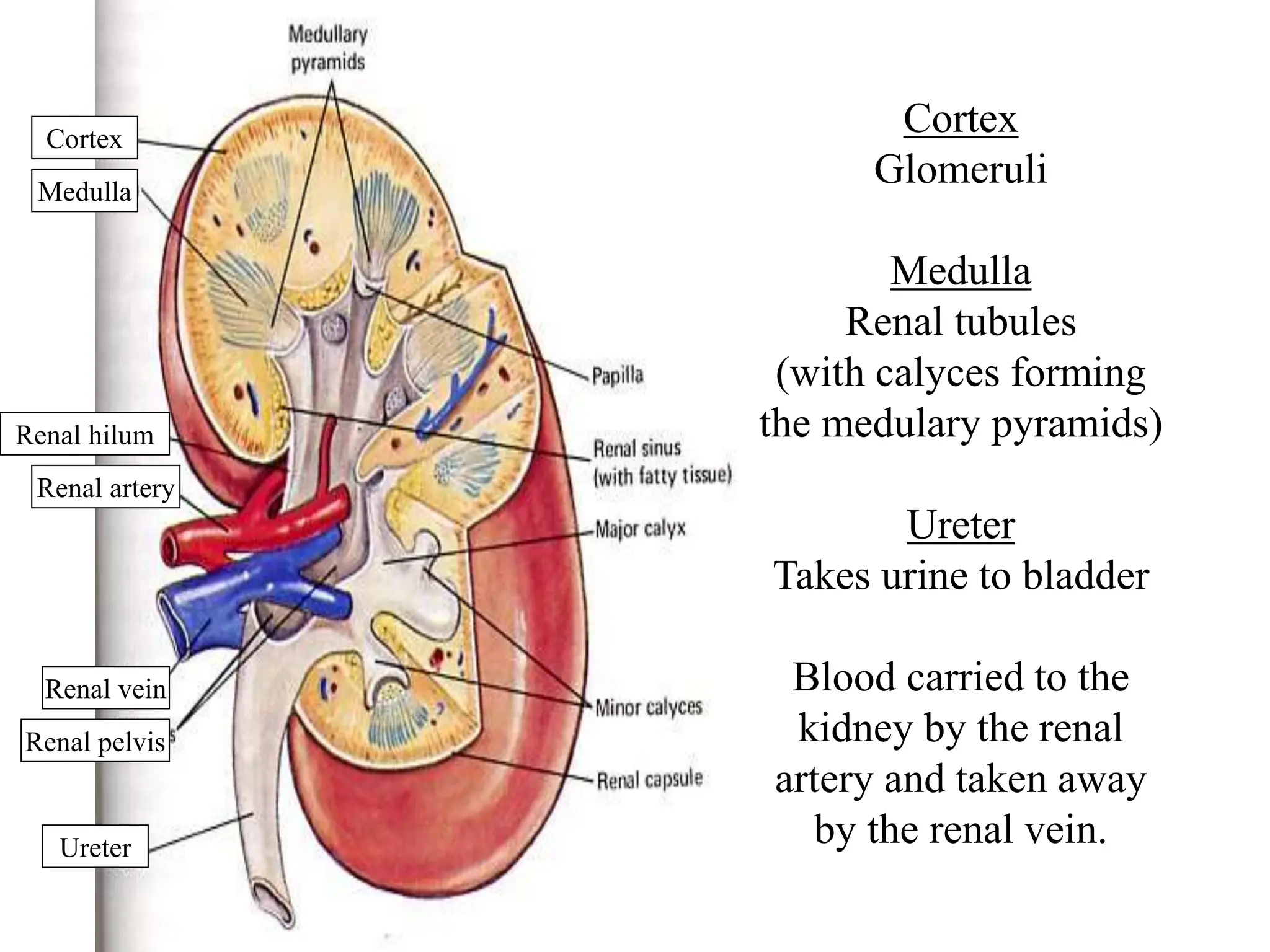 kidney functions SLIDES in details for refernece | PPT