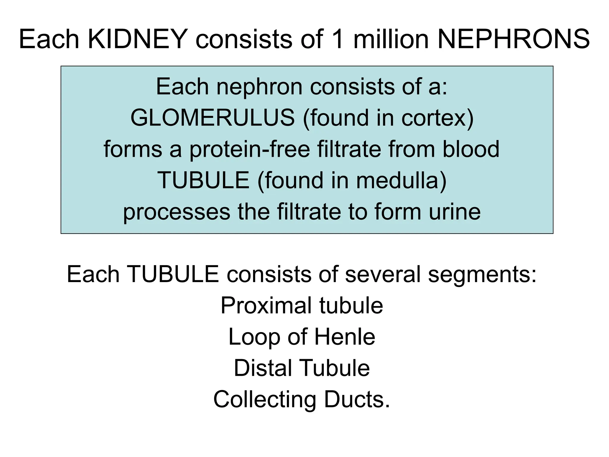kidney functions SLIDES in details for refernece | PPT