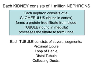 structure of kidney, nephron, disoders slides.ppt