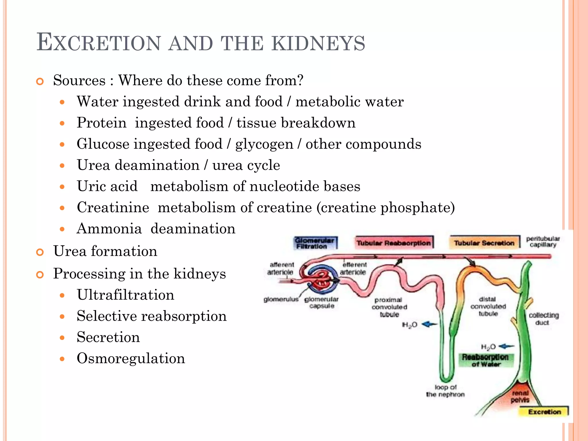 Kidney structure and function mee | PDF