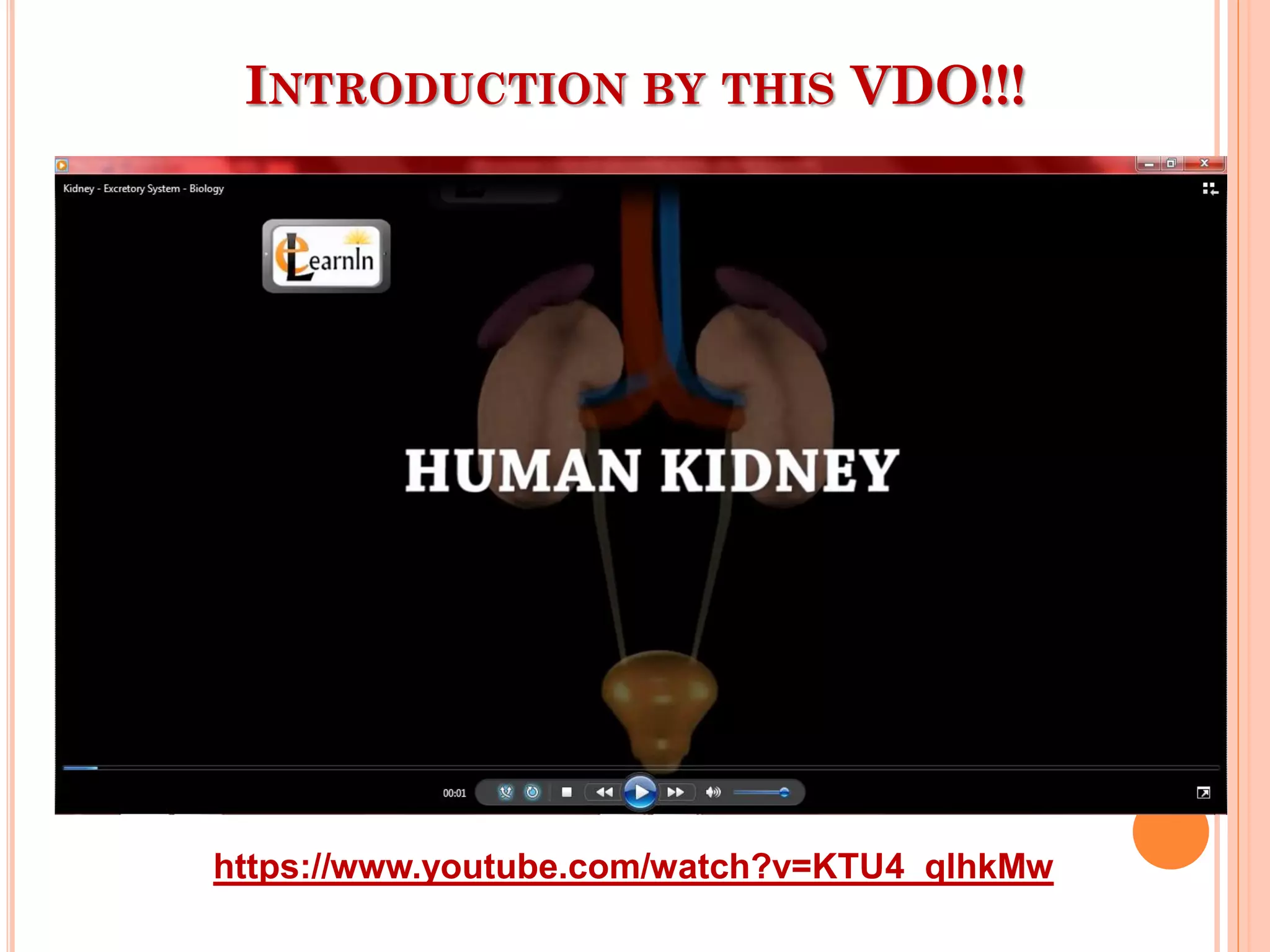 Kidney structure and function mee | PDF