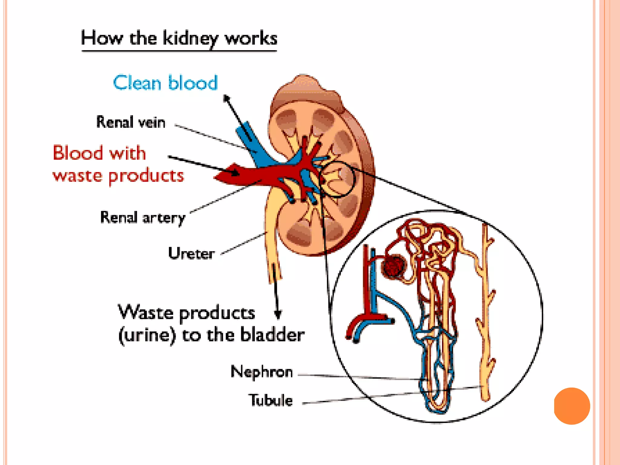 Kidney structure and function mee | PDF
