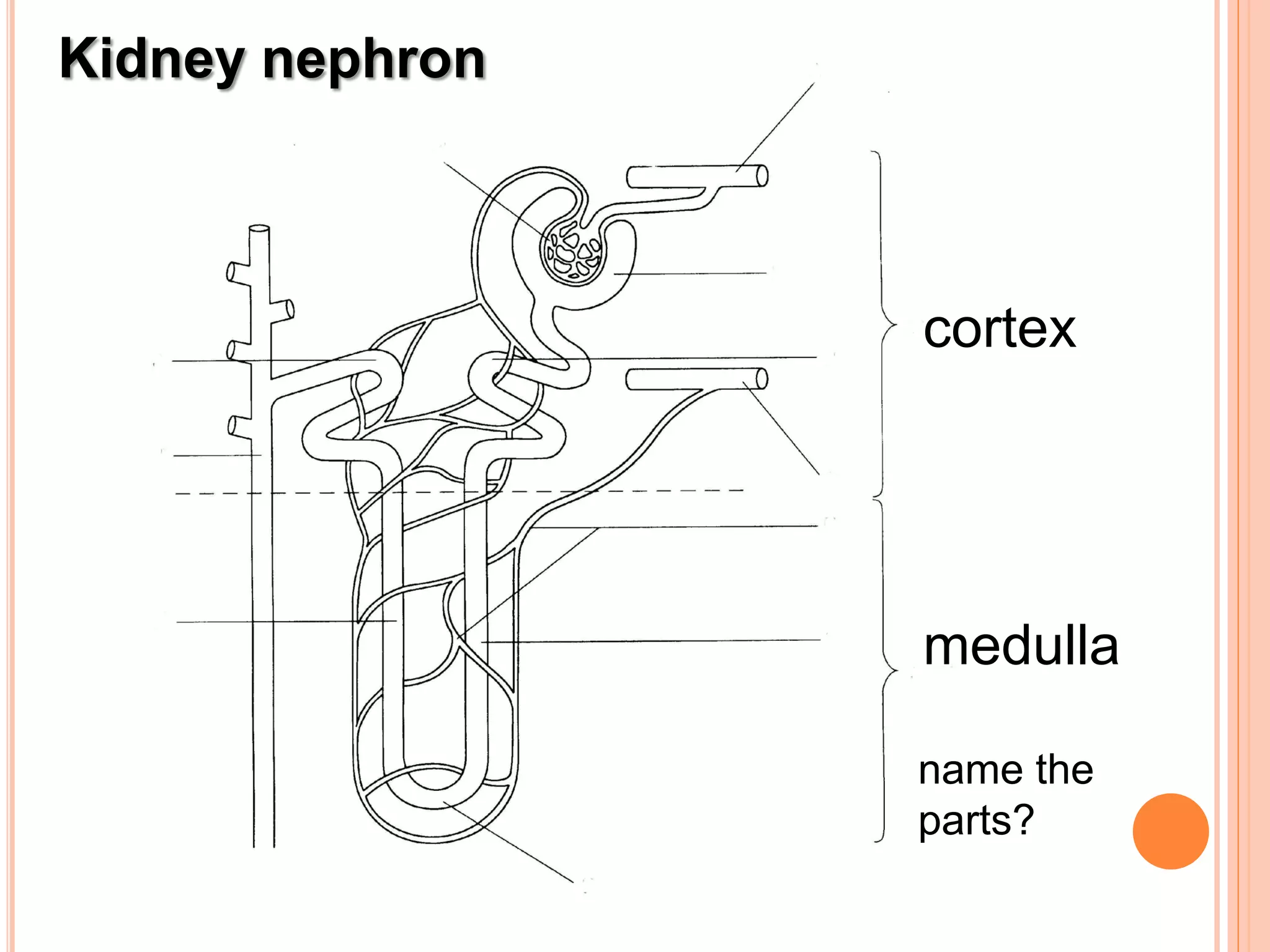 Kidney structure and function mee | PDF