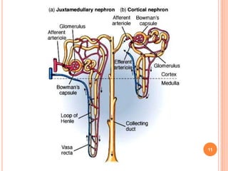 Kidney structure and function mee | PDF