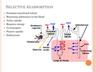 Kidney structure and function mee | PDF