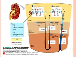 Kidney structure and function mee | PDF