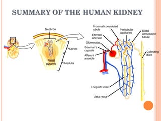 Kidney structure and function mee | PDF