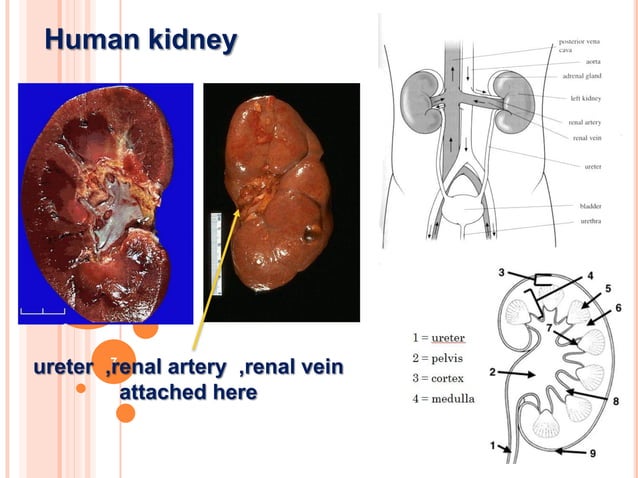 Kidney structure and function mee | PDF