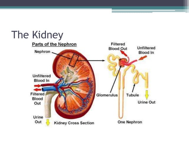 Kidney structure & function | PPT