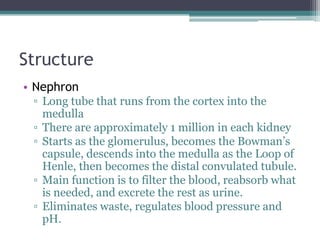 Kidney structure & function | PPTX