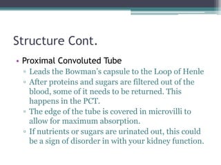 Kidney structure & function | PPTX