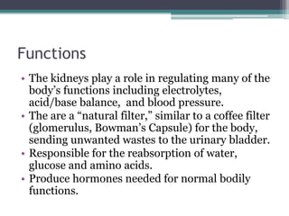 Kidney structure & function | PPTX