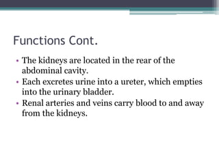 Kidney structure & function | PPTX