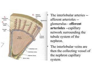 Kidney+Structure+&+Function1-2.ppt detail description of kidney | PPT