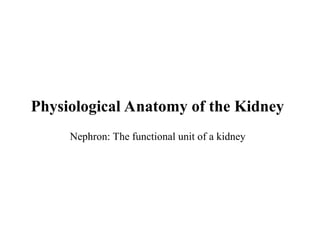 Kidney+Structure+&+Function1-2.ppt detail description of kidney | PPT